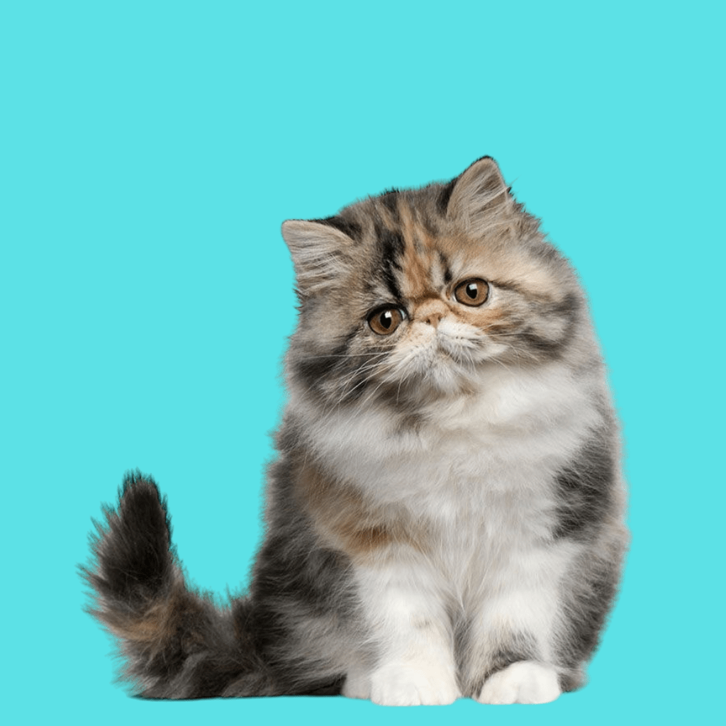 Venta de Cachorros - cachorroselite.com