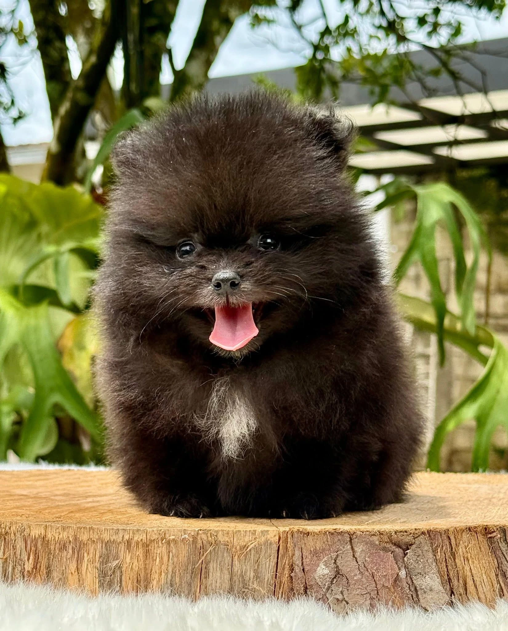 Pomerania Mini Negro Medellin - cachorroselite.com
