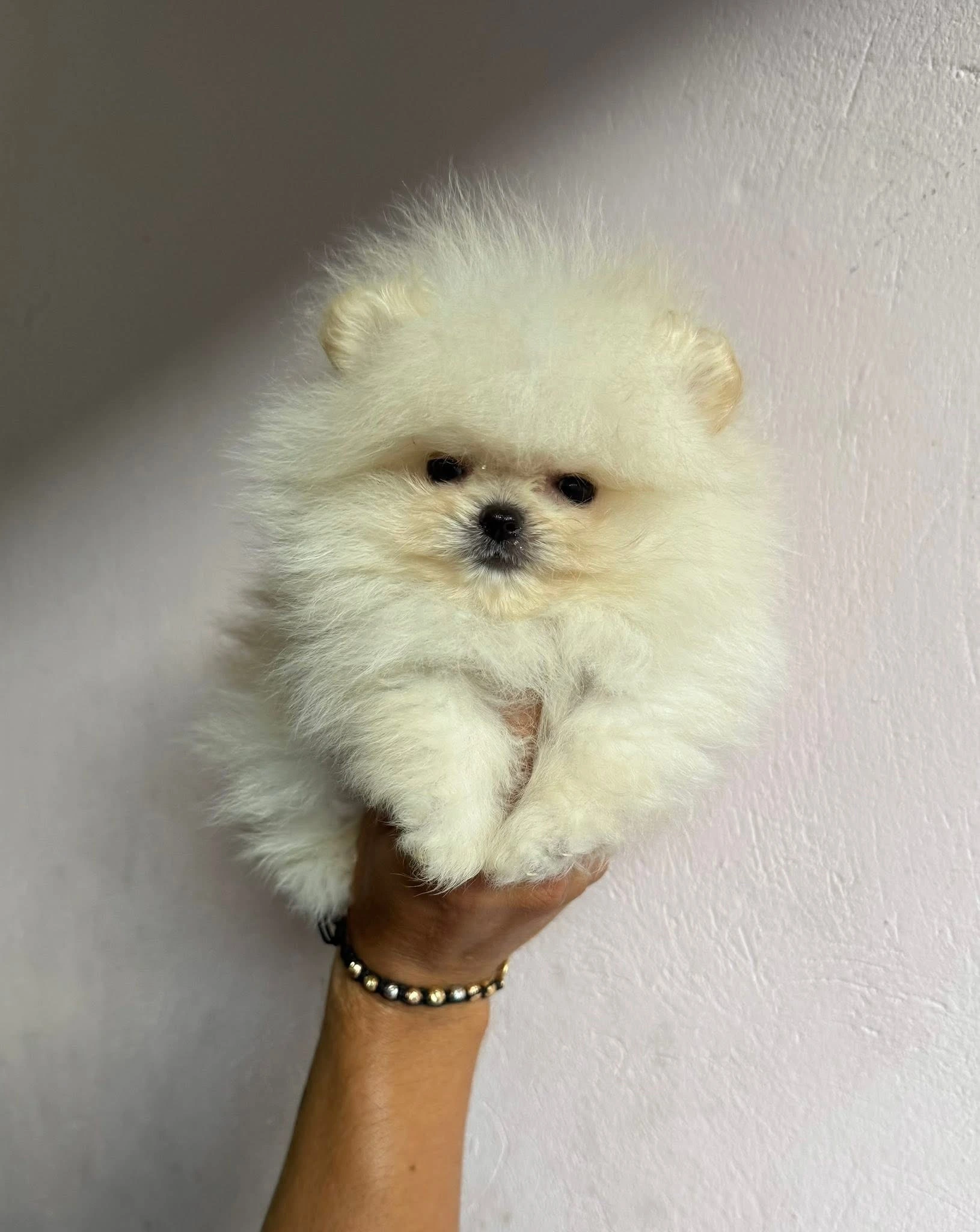 Pomerania Coreano en Venta - cachorroselite.com