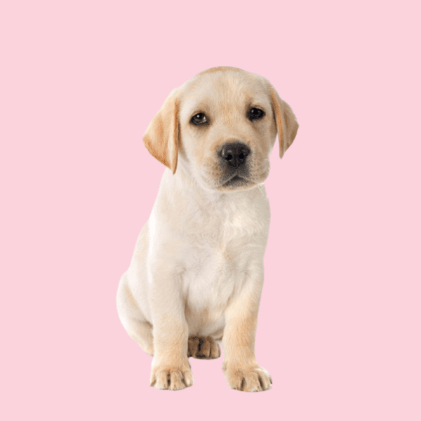 Criadero Labrador Retriver Precio - cachorroselite.com