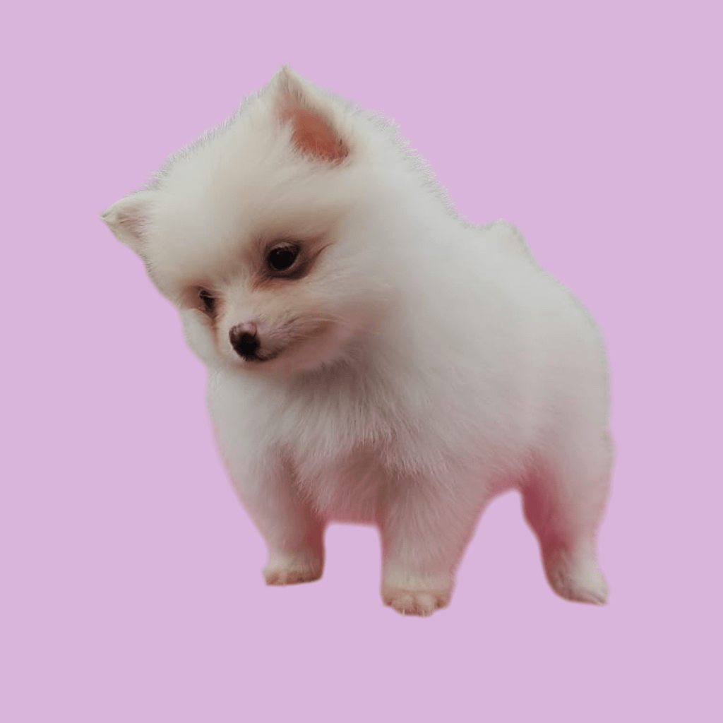 Criadero Pomerania Blanco Mini - cachorroselite.com