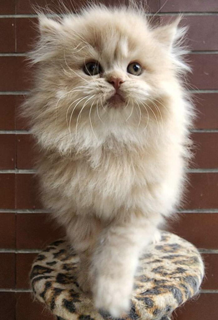 Gato Persa Precio - cachorroselite.com