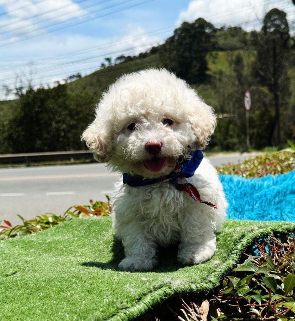 Venta de French Poodle Mini Toy - cachorroselite.com