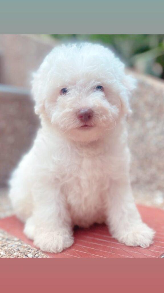 Cachorros French Poodle Mini Toy - cachorroselite.com