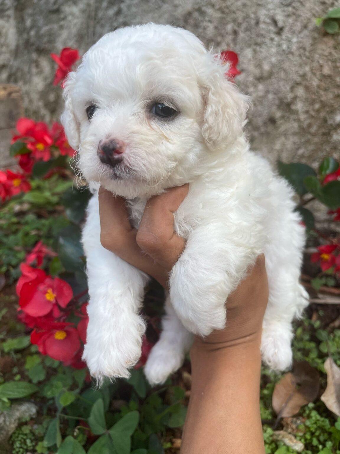 Perros French Poodle Mini Toy - cachorroselite.com