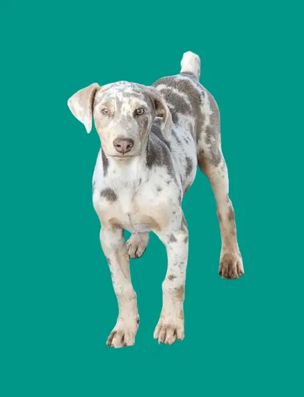 Doberman Merle - cachorroselite.com