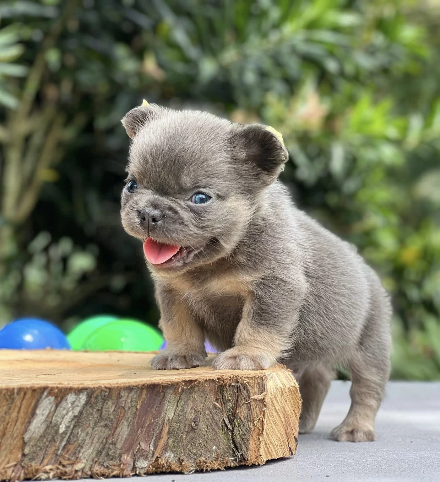 Bulldog Frances Fluffy Precio Guayaquil - cachorroselite.com